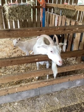 Great Bridge Primary School - Ash End Farm