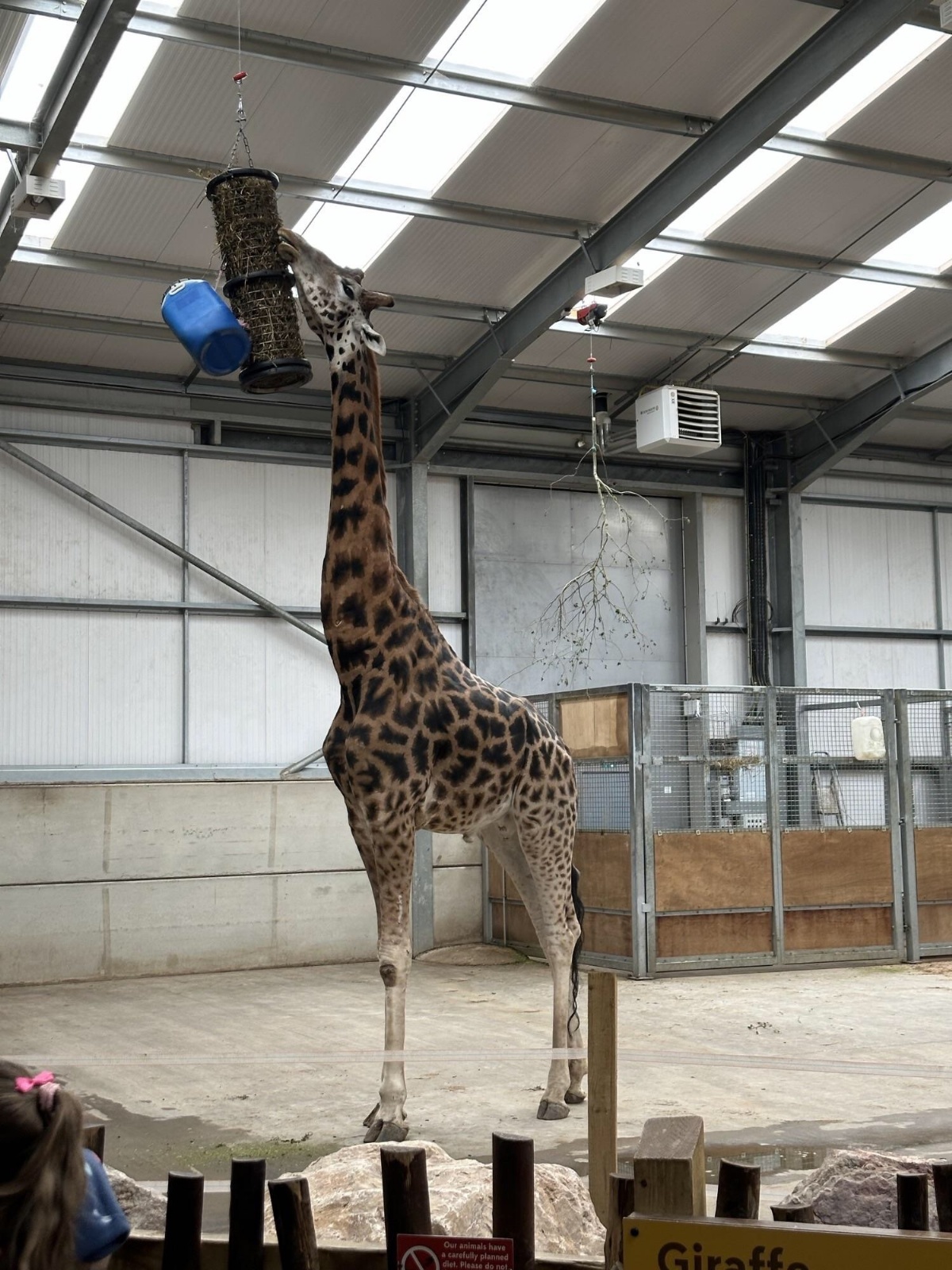 Great Bridge Primary School - Nursery's visit to Twycross Zoo